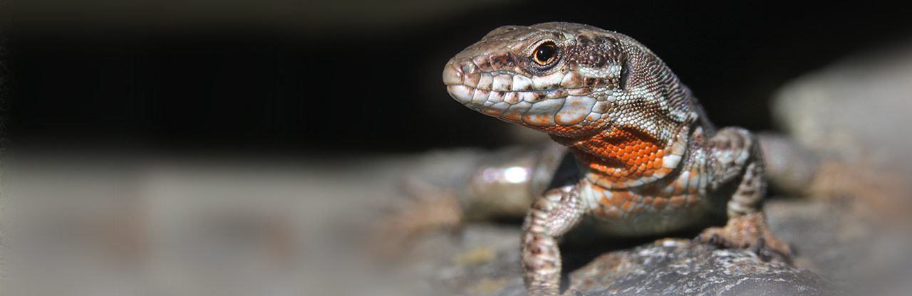 cropped-echse-01-1.jpg – fotosissa